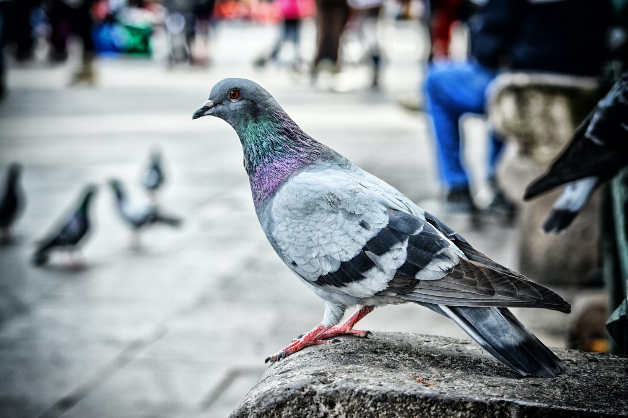 Pigeon Control Edinburgh | Bird Control | Call the Experts | EES